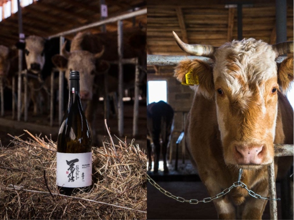 Mongolian Traditional Milk Vodka Milk vodka is widely used by Mongolians